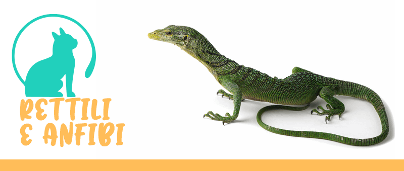 Pettorina Airsoft - Pettorina a Y per cani - Lallohallo.com